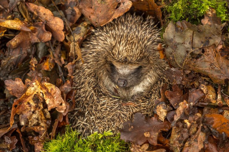 The Truth About Hedgehog Hibernation Spikes
